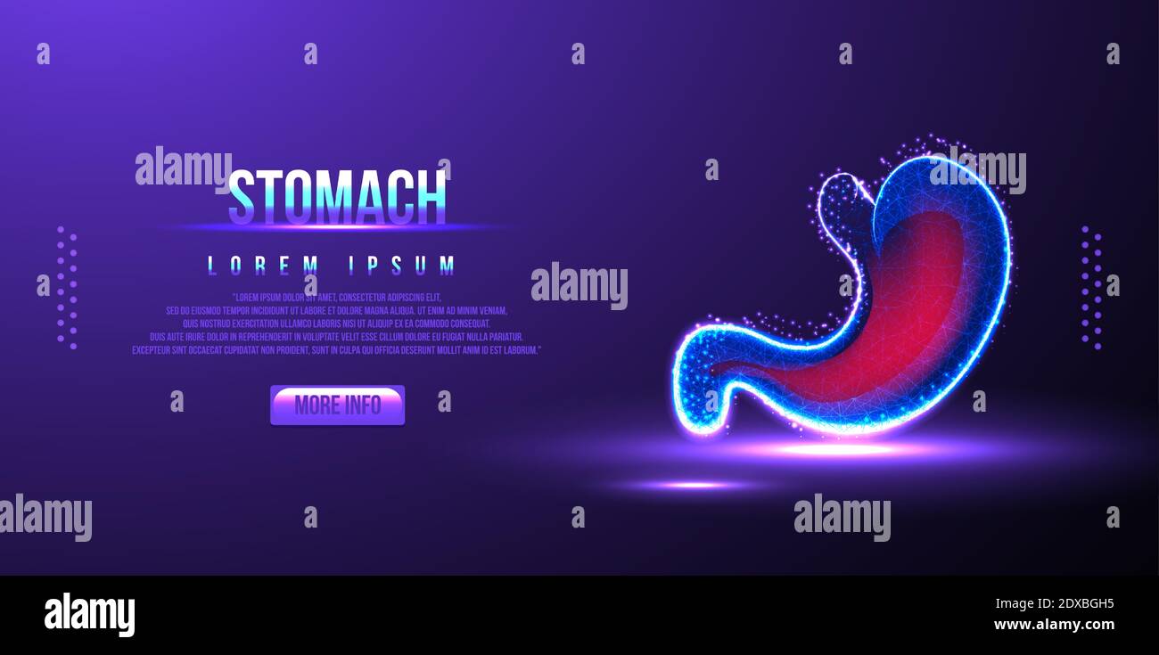 human stomach low poly wireframe vector illustration Stock Vector Image ...
