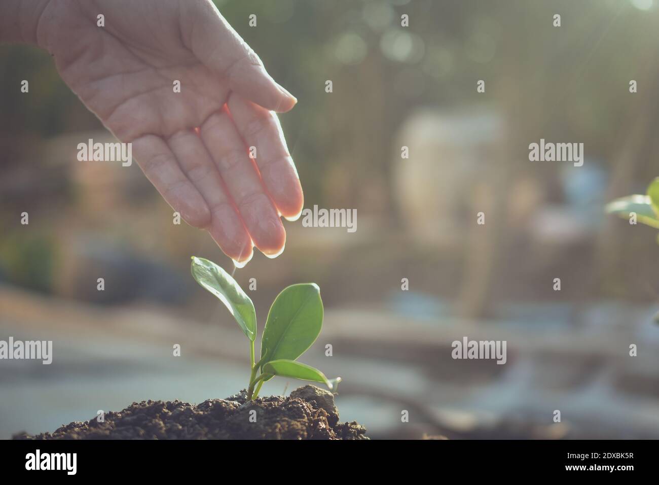 People are planting trees Growth,Watering plants and planting trees ...