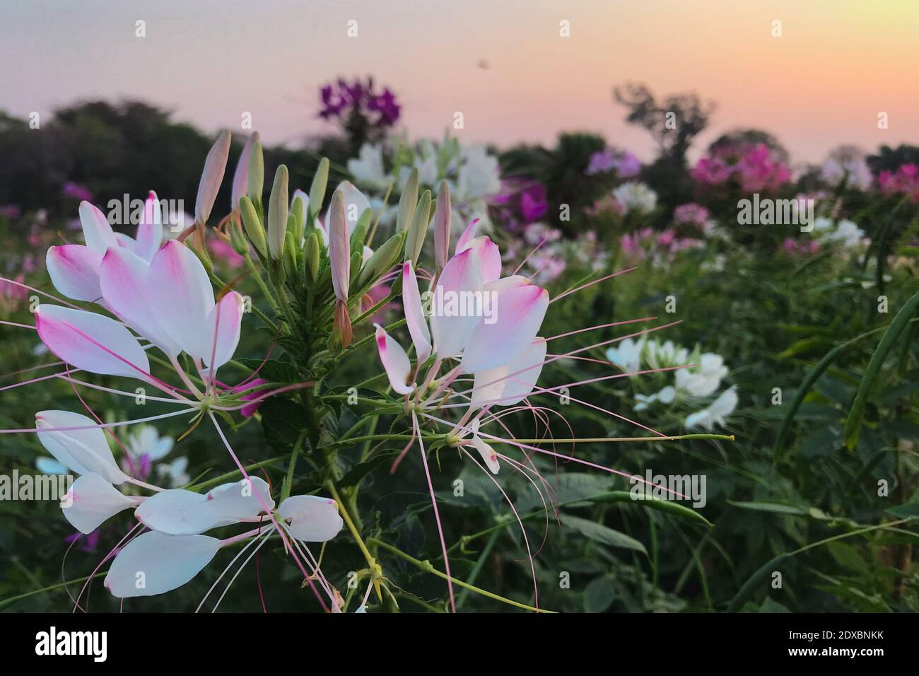 White Cleome hassleriana flower in the garden Species of Cleome are ...
