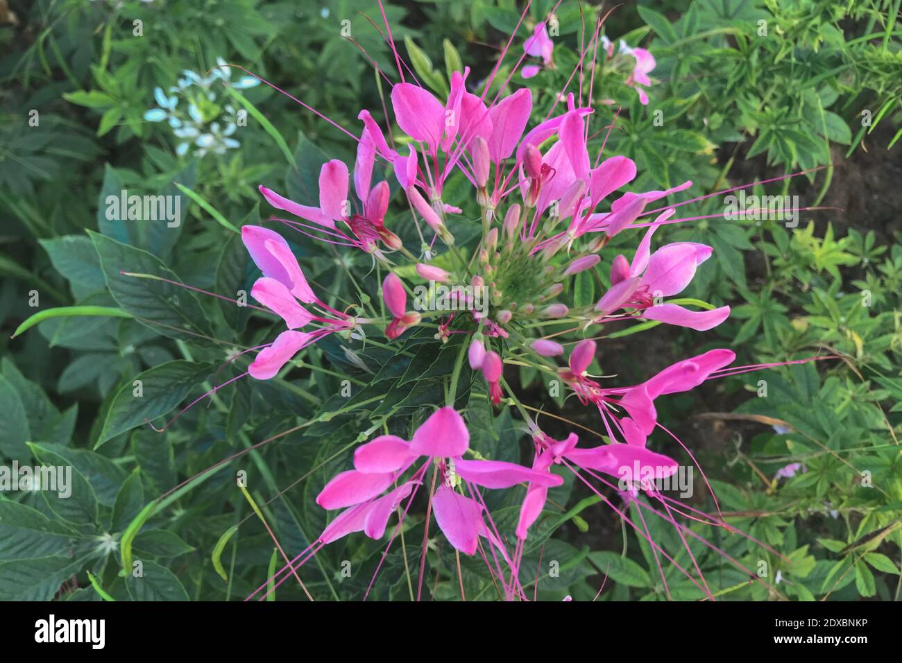 Pink Cleome hassleriana flower in the garden Species of Cleome are ...