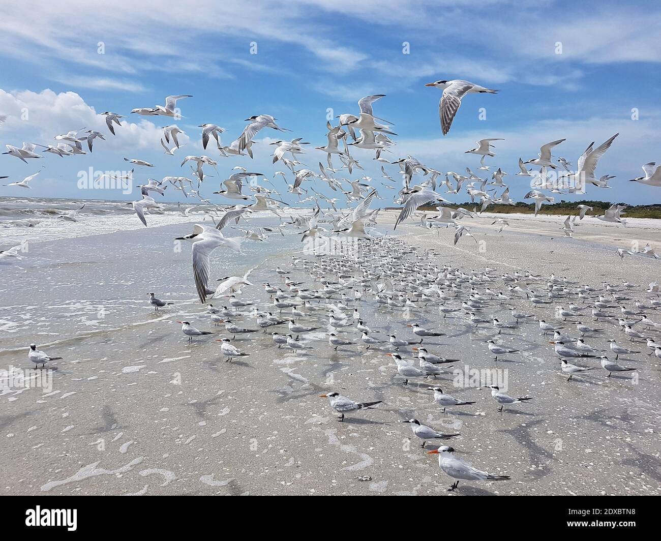 Birds flying over gulf mexico hi-res stock photography and images - Alamy