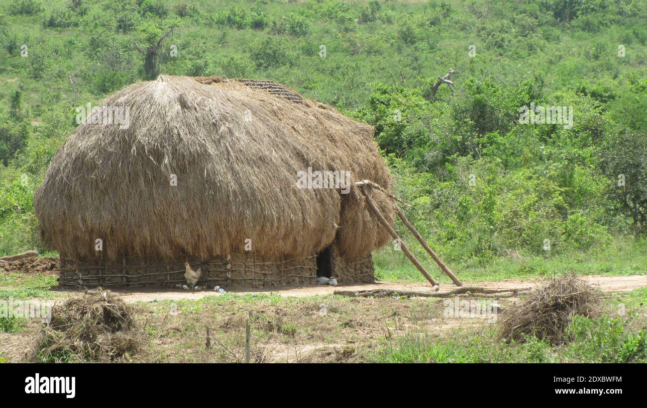 House thatched animal hi-res stock photography and images - Alamy