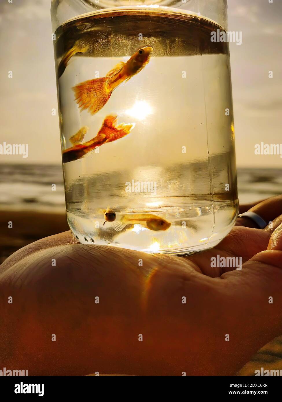 Small Fish In Container High Resolution Stock Photography and Images ...