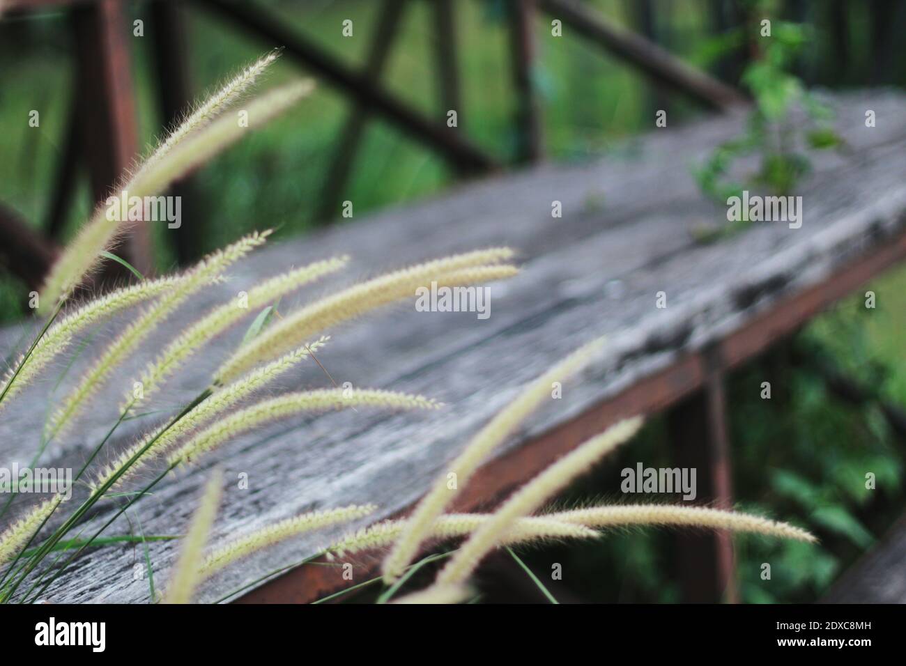 Aster fern hi-res stock photography and images - Alamy