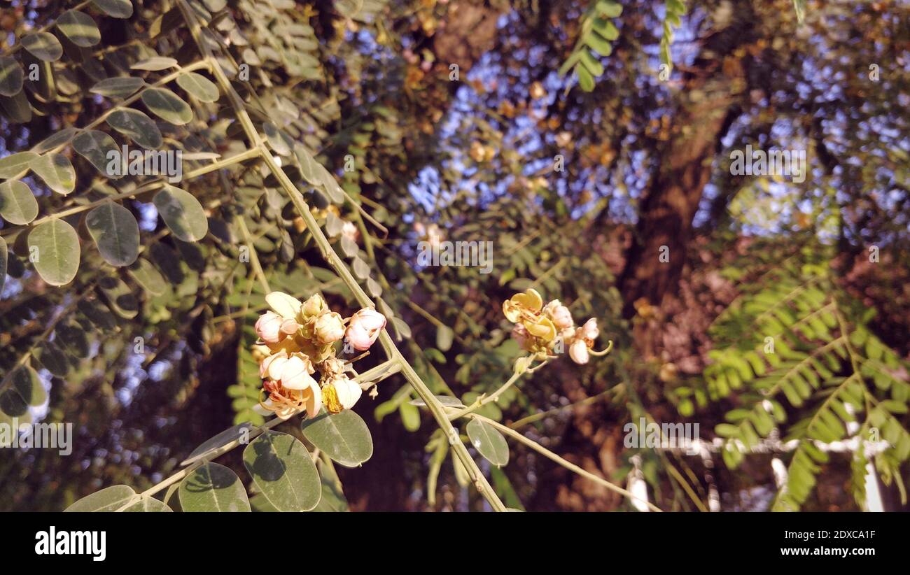 Cherry Tree India High Resolution Stock Photography and Images - Alamy