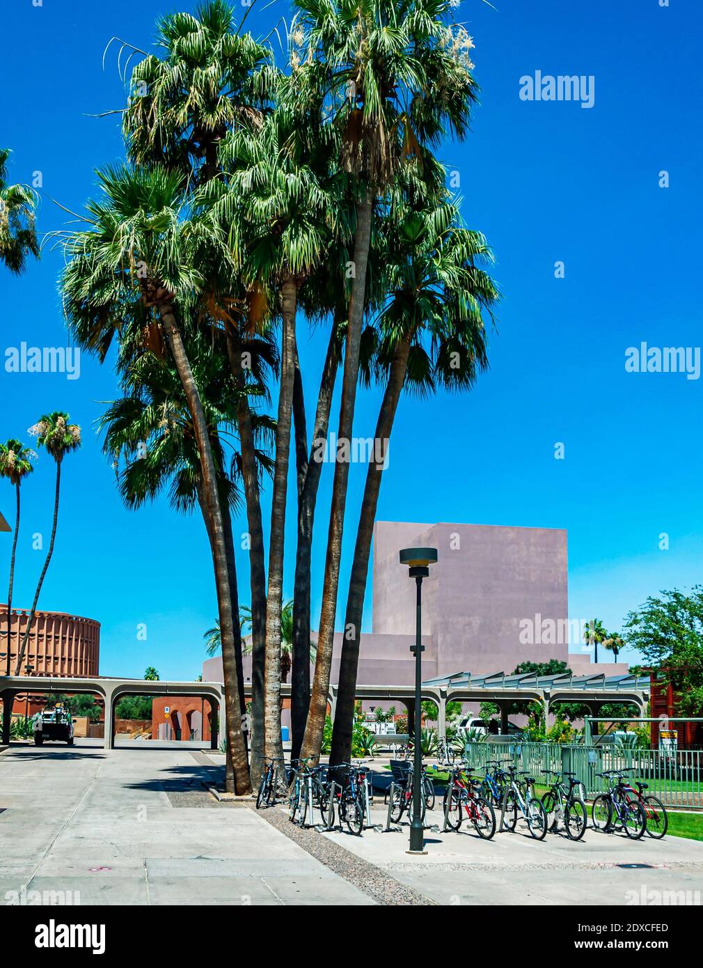 Bicycles and palm trees in front of the Arizona State University in ...