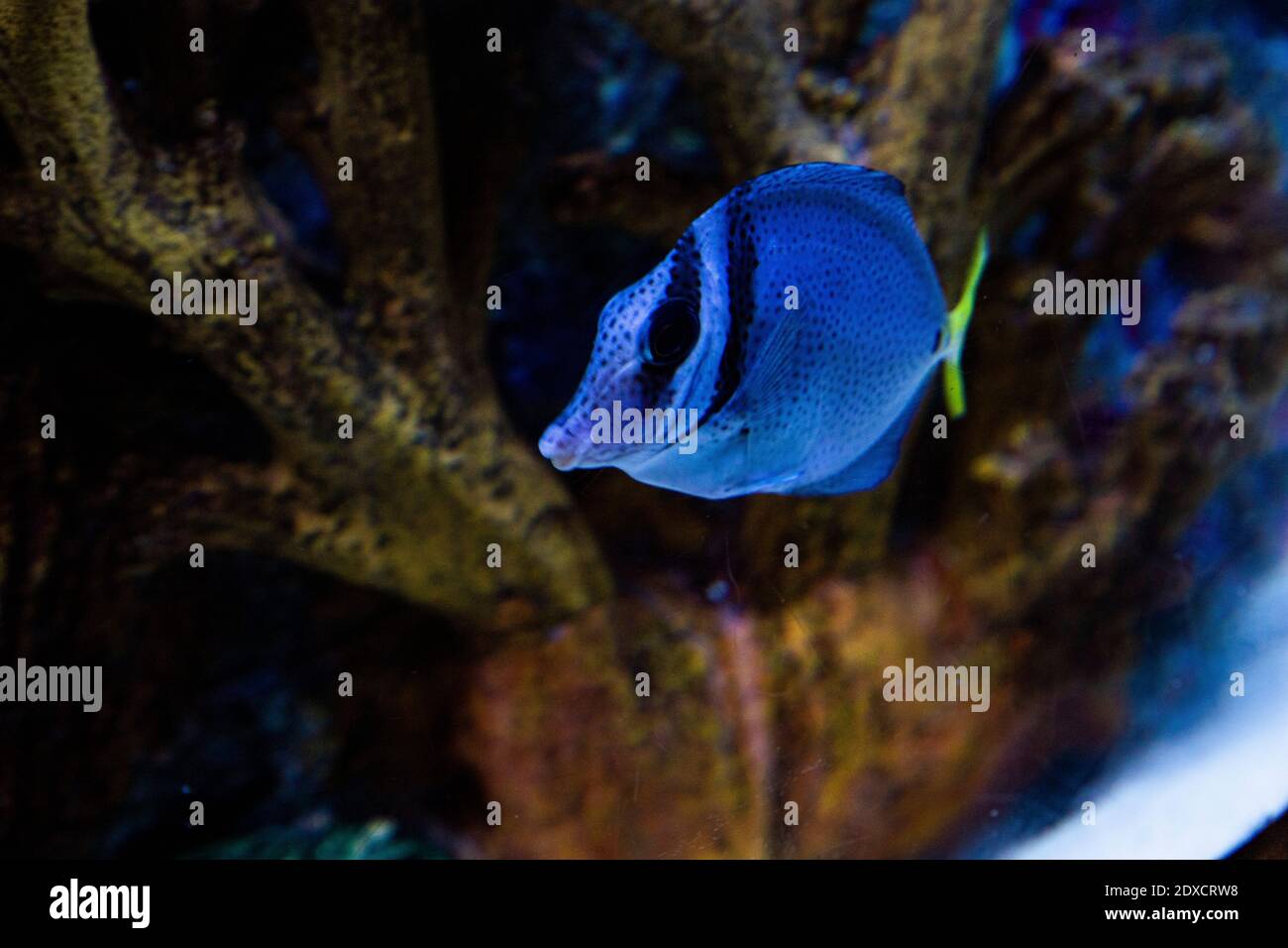 Aquarium in rainforest café hi-res stock photography and images - Alamy