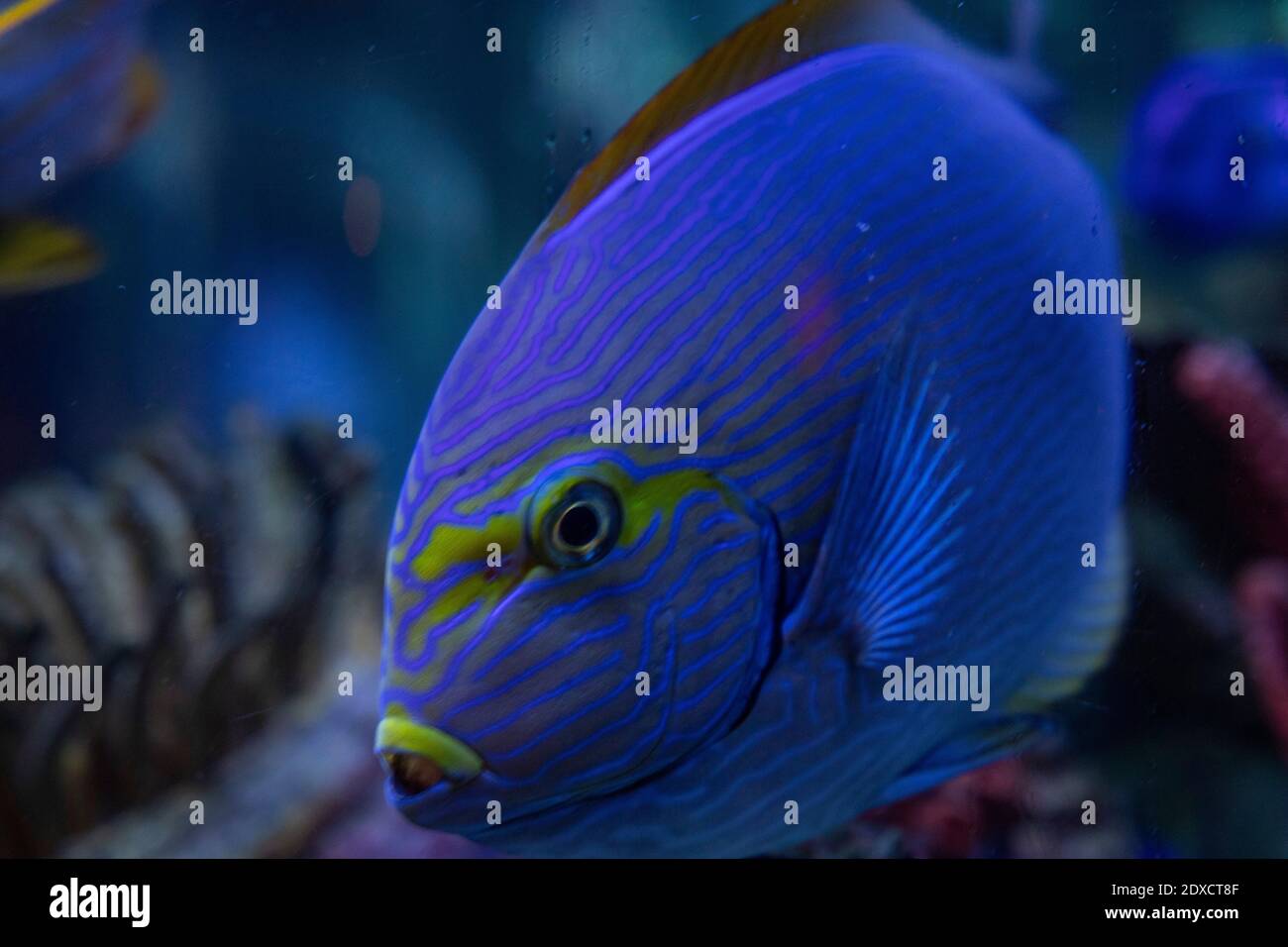 Orlando, FL. Variety of tropical fish swimming in tanks on display at ...