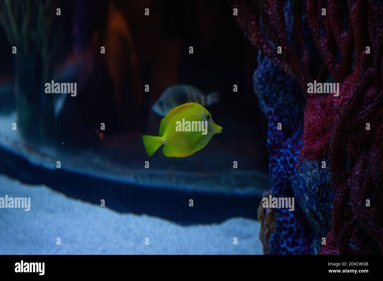 Orlando, FL. Variety of tropical fish swimming in tanks on display at ...