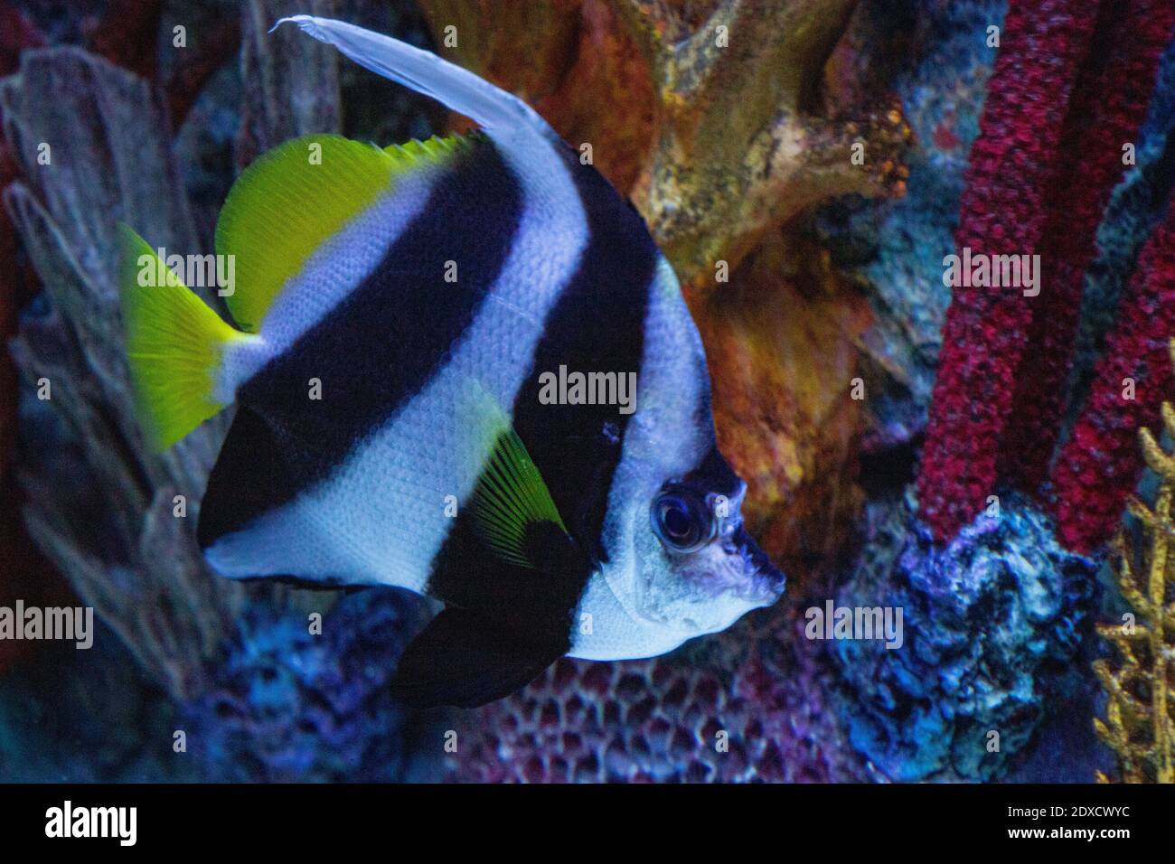 Rainforest cafe tank hi-res stock photography and images - Alamy