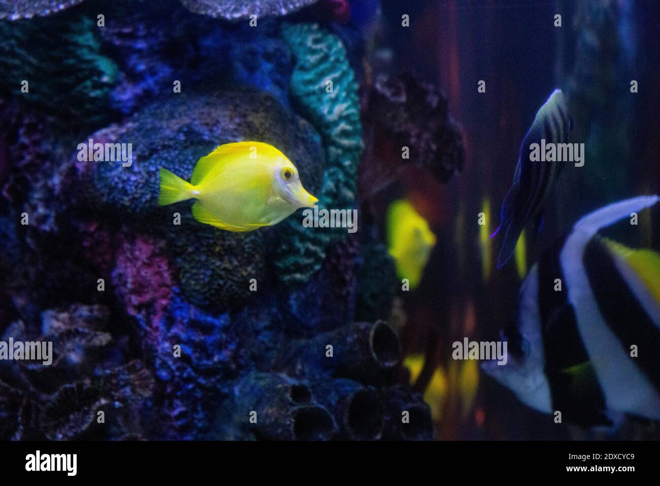 Aquarium in rainforest café hi-res stock photography and images - Alamy