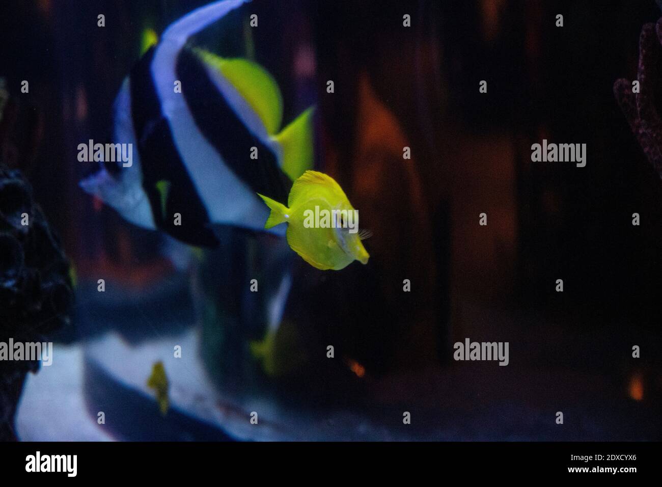 Orlando, FL. Variety of tropical fish swimming in tanks on display at ...