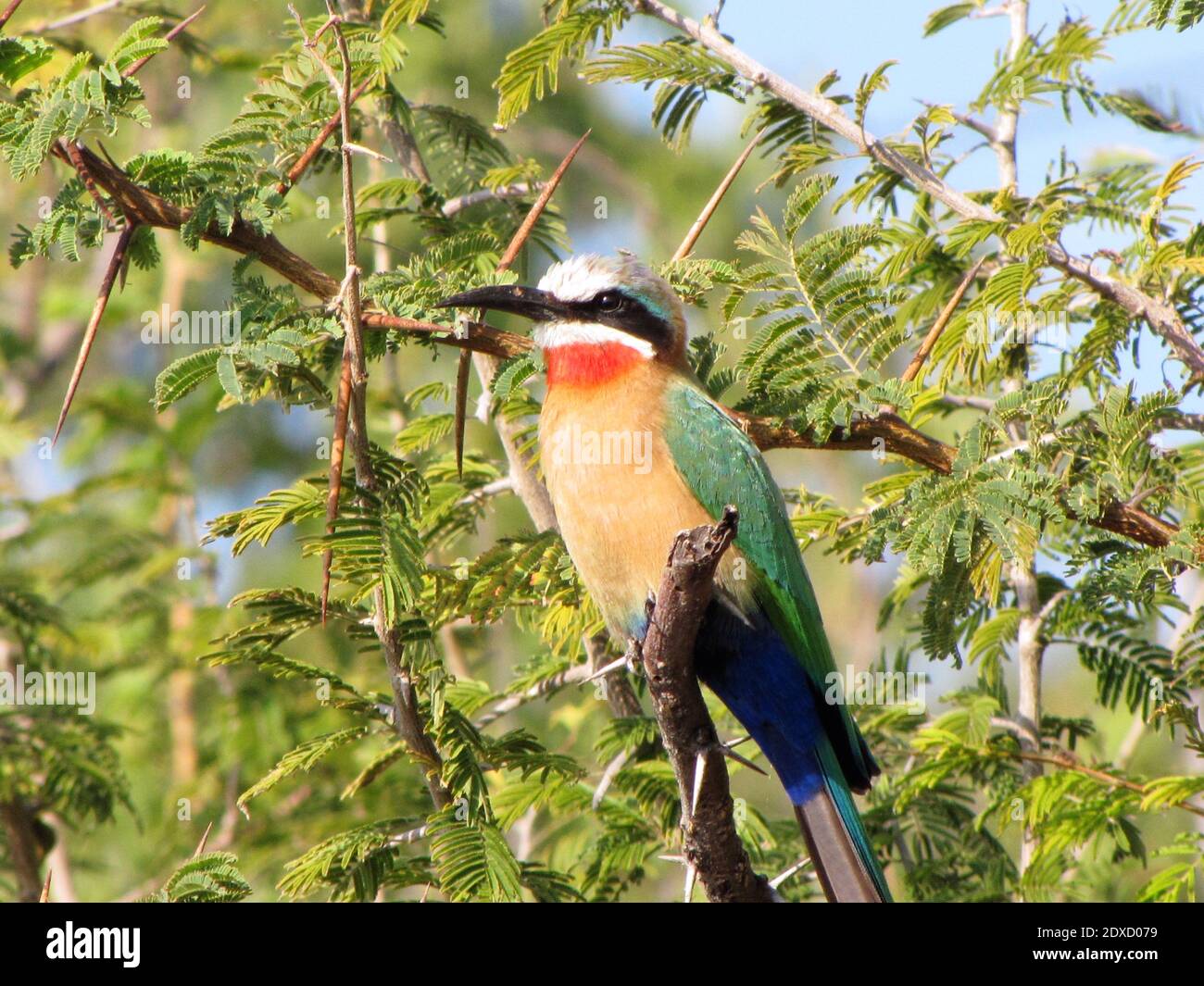 African honey bird hi-res stock photography and images - Alamy