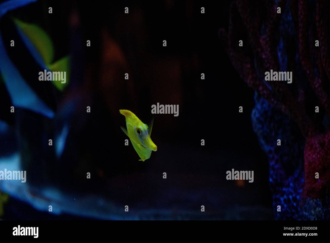 Orlando, FL. Variety of tropical fish swimming in tanks on display at ...