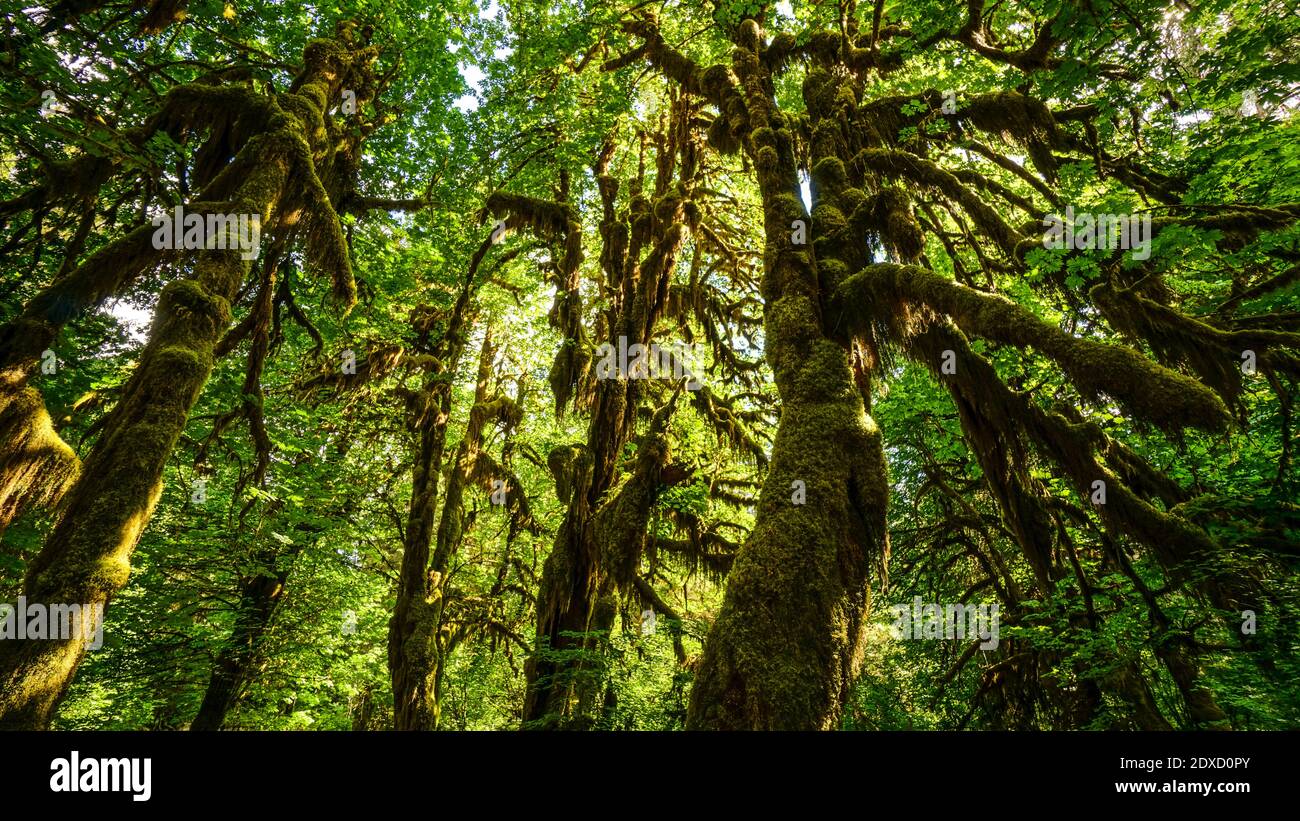 Canopy forest low angle moss hi-res stock photography and images - Alamy