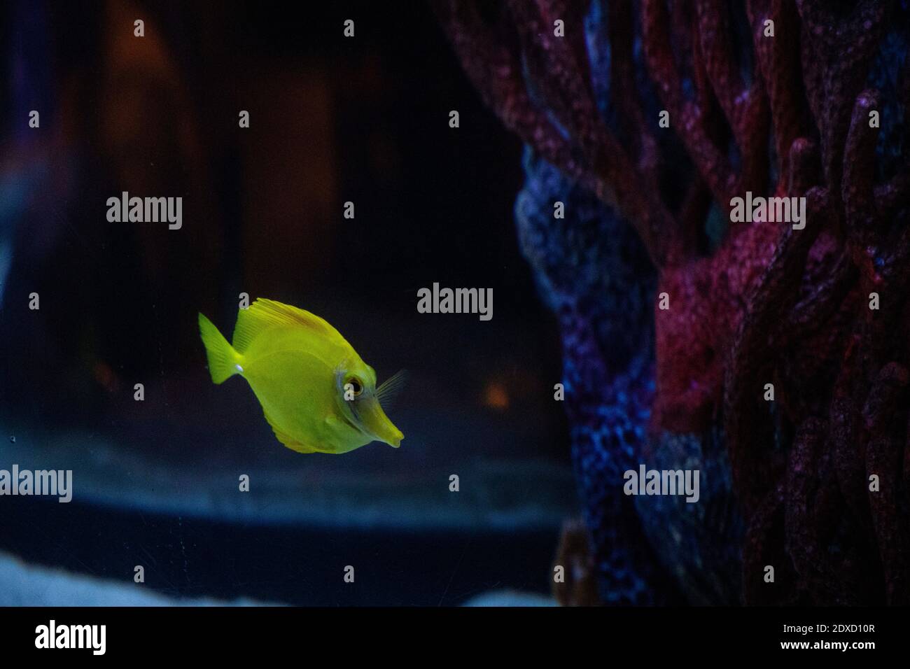 Rainforest cafe fish hi-res stock photography and images - Alamy
