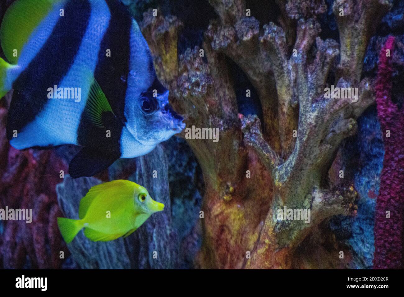 Orlando, FL. Variety of tropical fish swimming in tanks on display at ...
