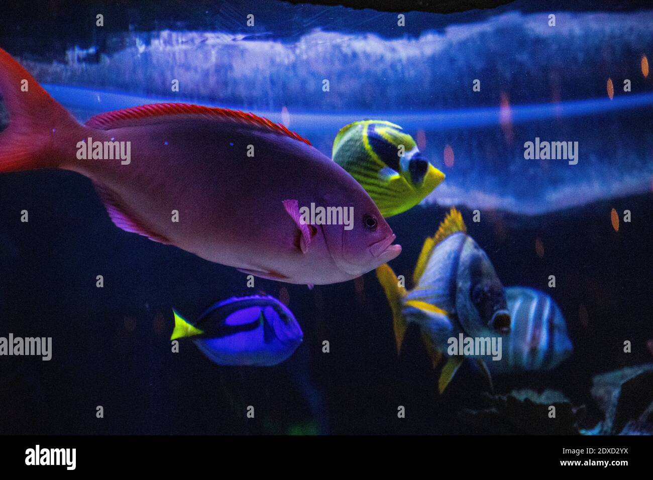 Aquarium in rainforest café hi-res stock photography and images - Alamy
