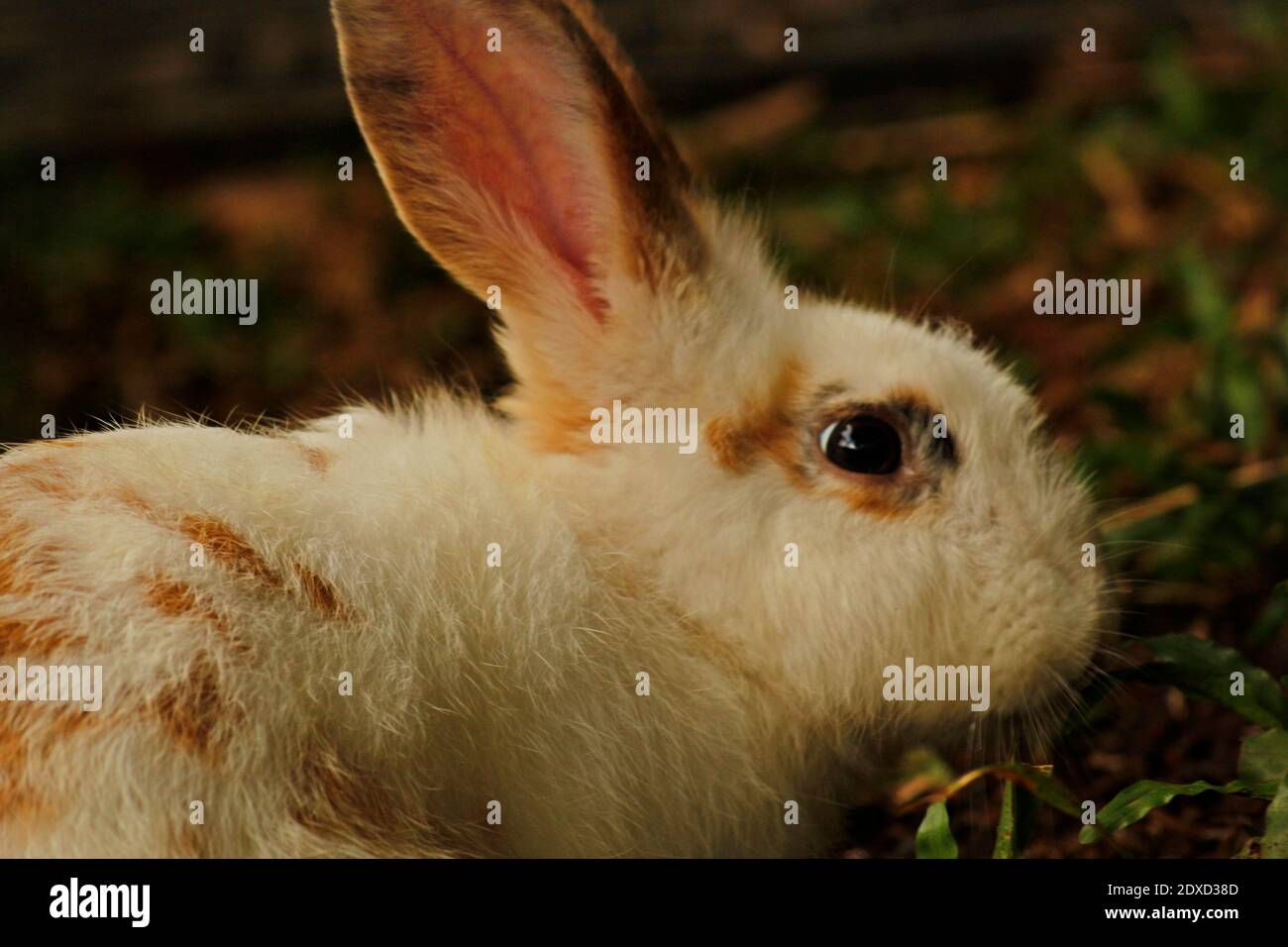 English Lop Eared Rabbit High Resolution Stock Photography and Images ...