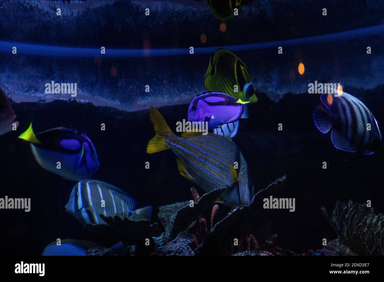 Orlando, FL. Variety of tropical fish swimming in tanks on display at ...