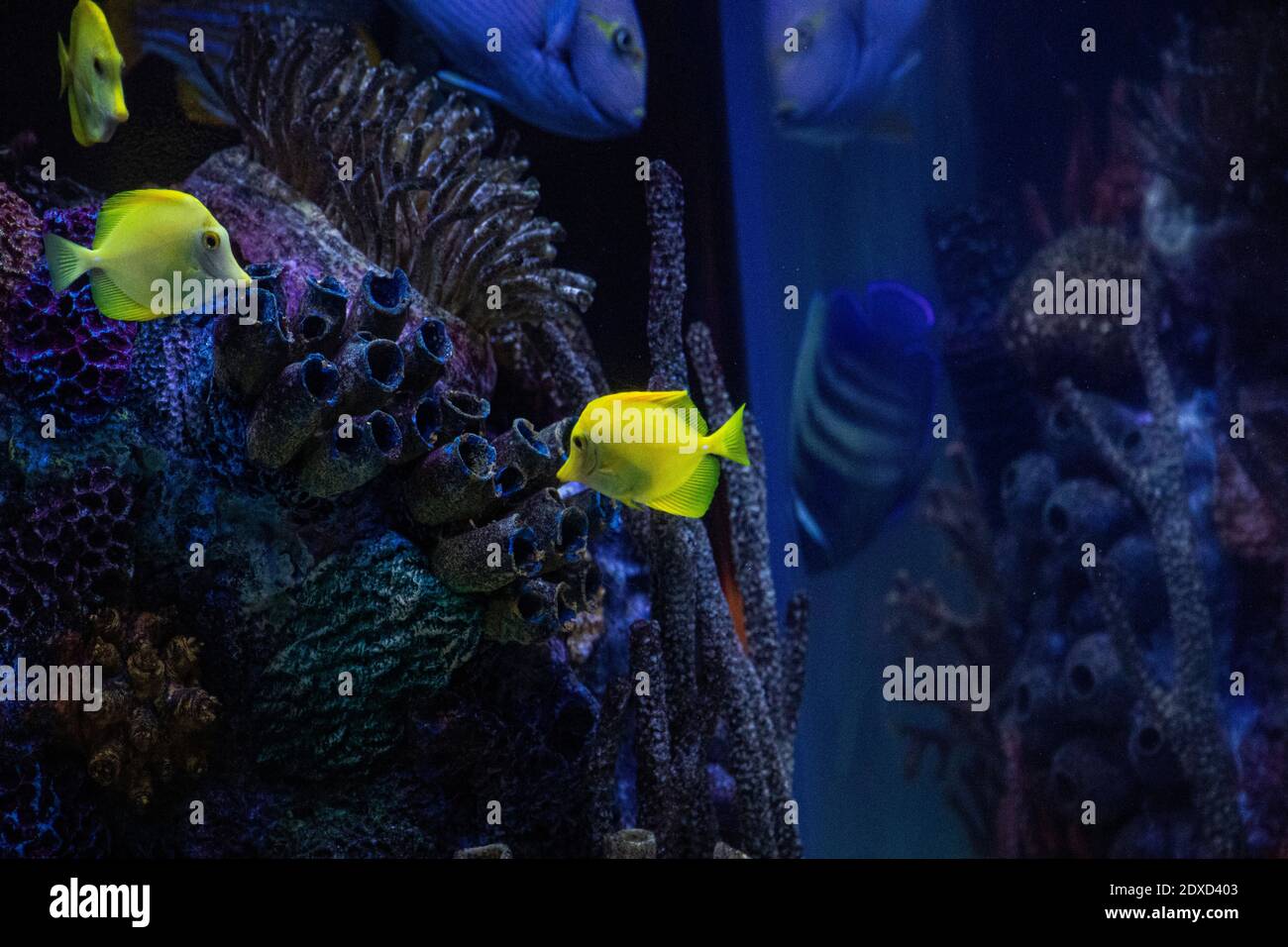 Rainforest Cafe Tank High Resolution Stock Photography and Images - Alamy