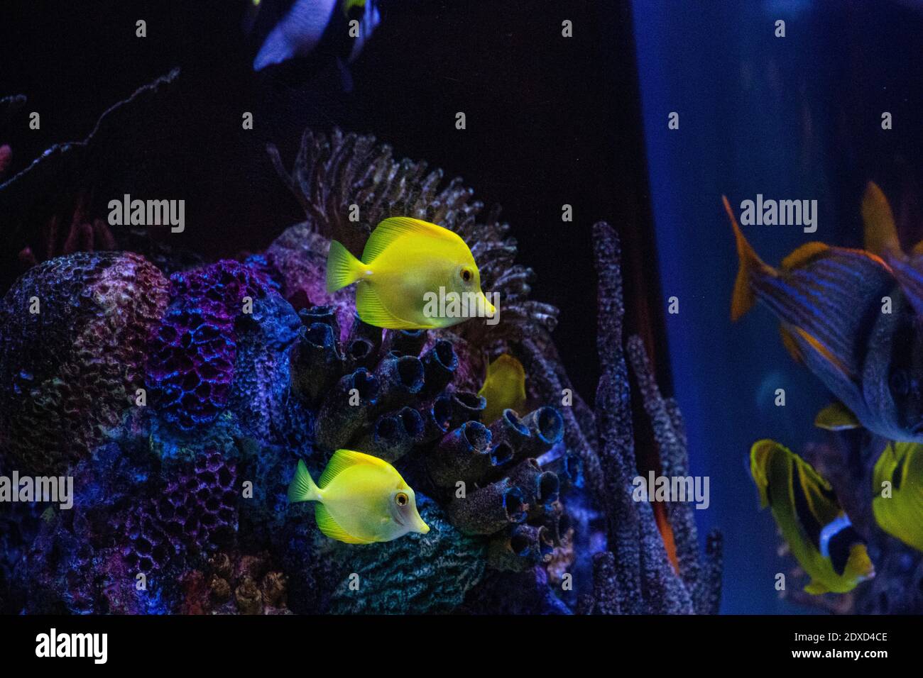 Fish In The Tropical Rainforest