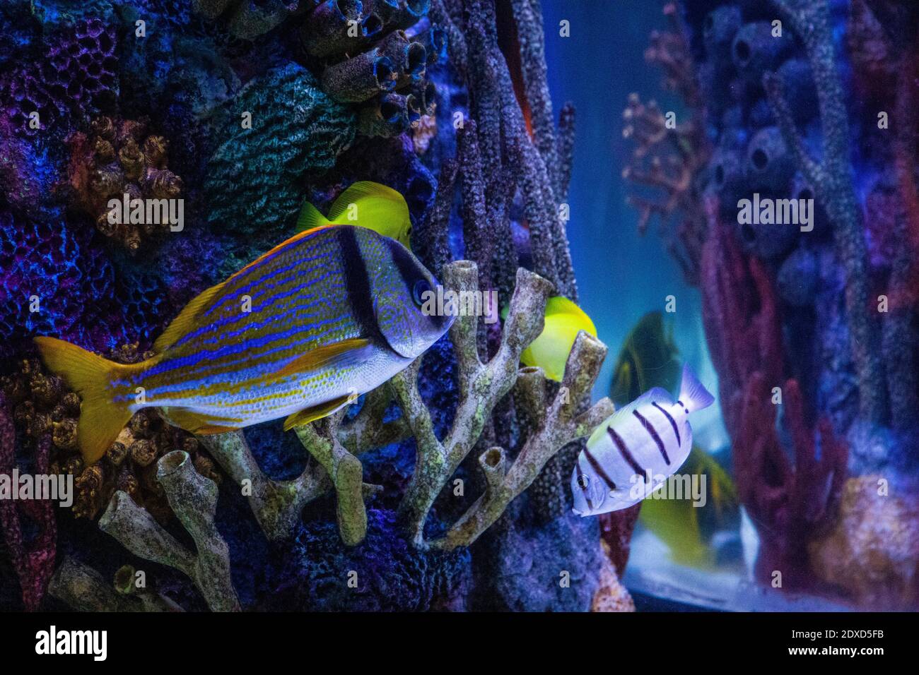 Orlando, FL. Variety of tropical fish swimming in tanks on display at ...