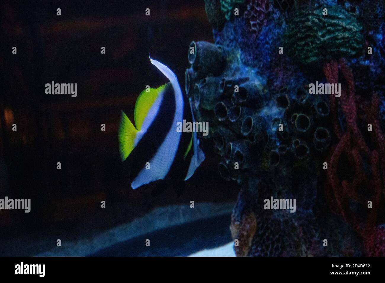 Rainforest cafe orlando hi-res stock photography and images - Alamy