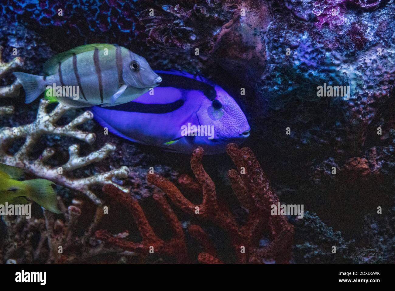 Orlando, FL. Variety of tropical fish swimming in tanks on display at ...