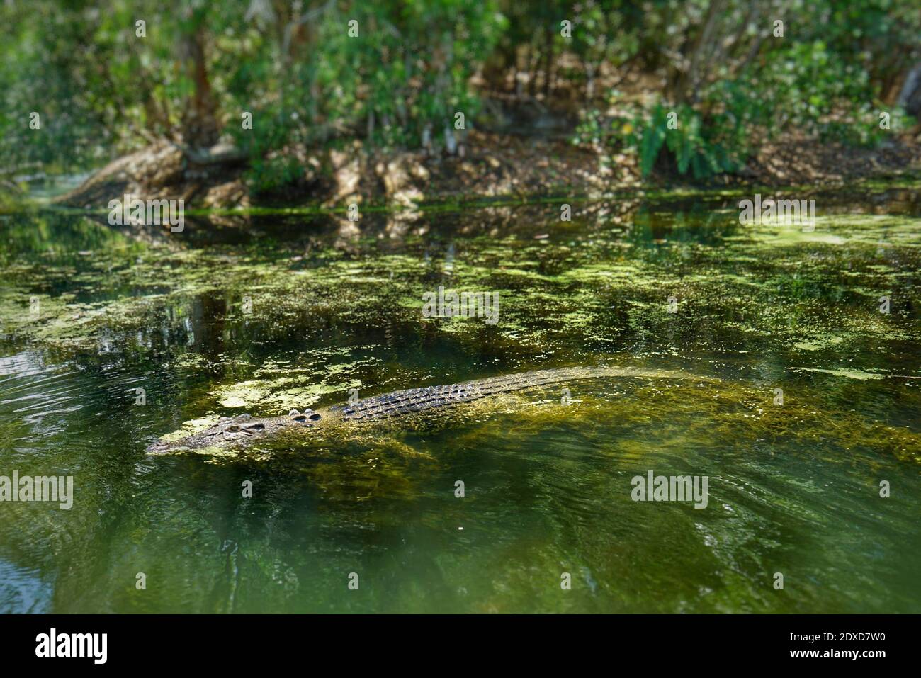 Australia crocodile underwater hi-res stock photography and images - Alamy