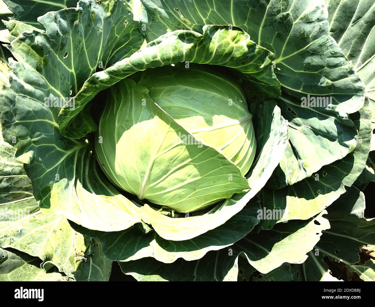 Pang kang hi-res stock photography and images - Alamy
