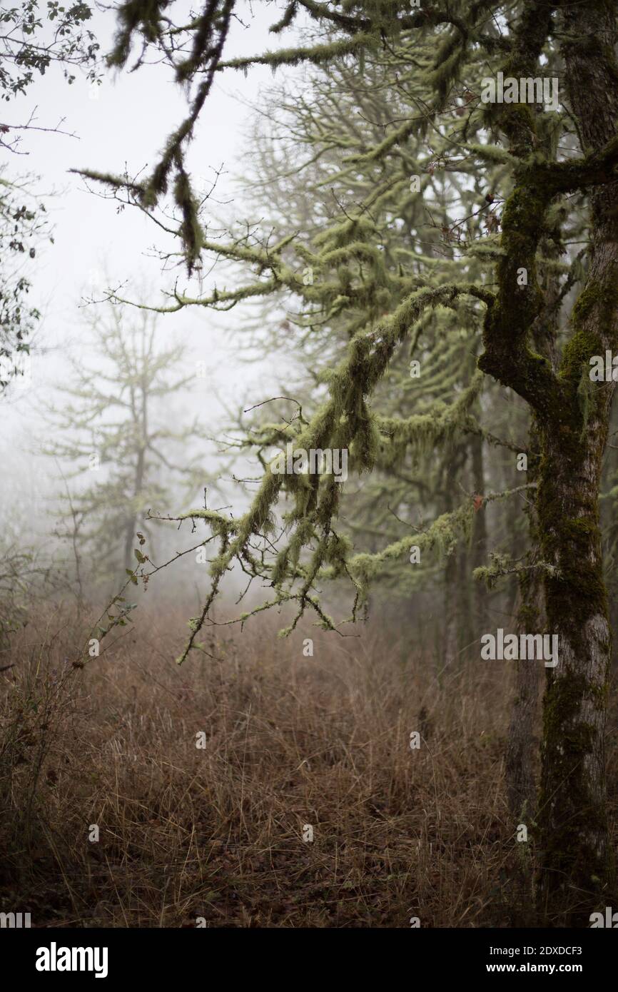 A tree covered with moss in Eugene, Oregon Stock Photo - Alamy