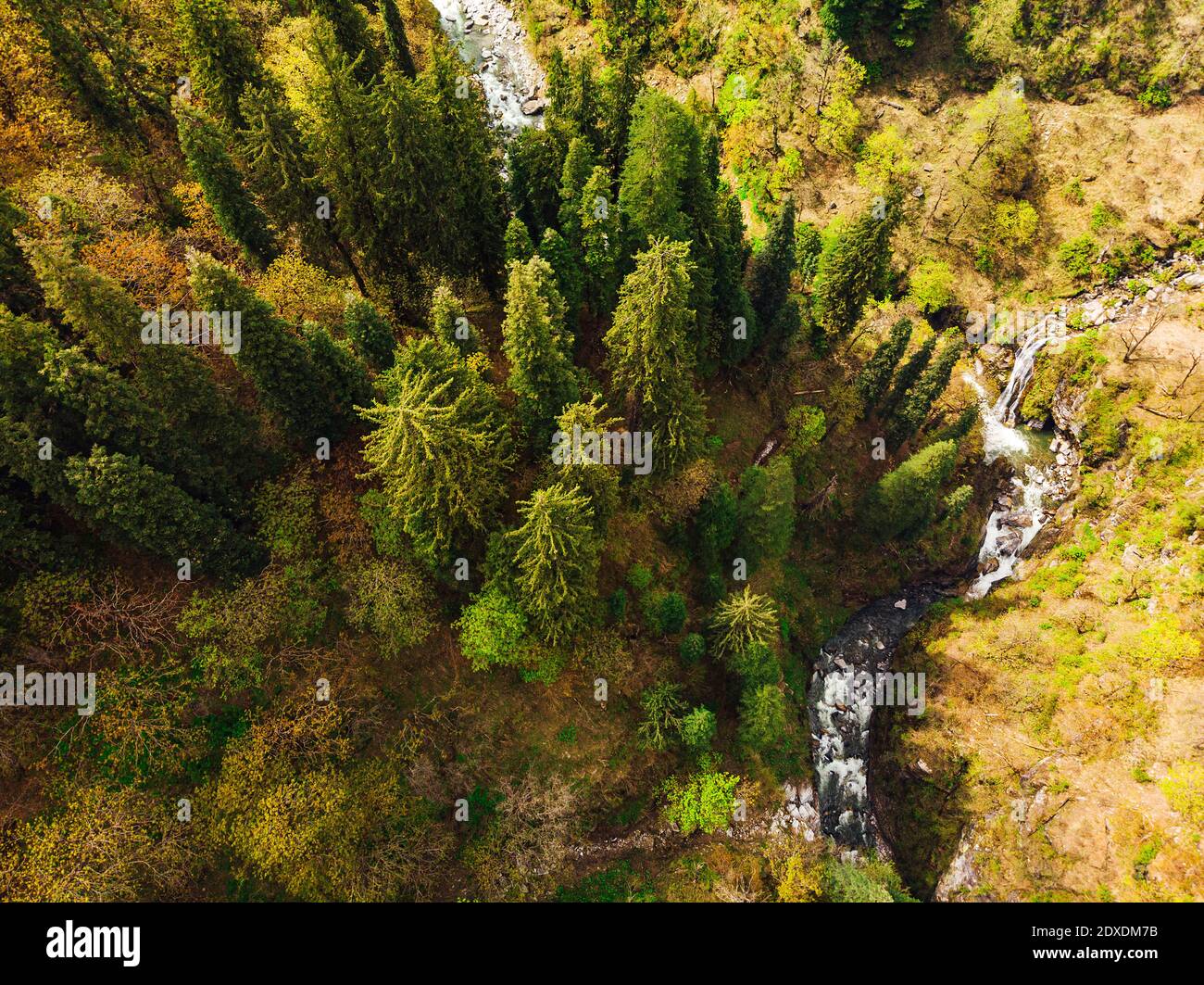 Alpine forests himalayas hi-res stock photography and images - Alamy