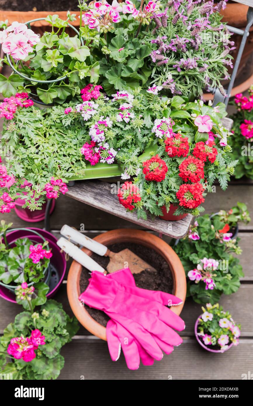 Red flowers on balcony hi-res stock photography and images - Alamy