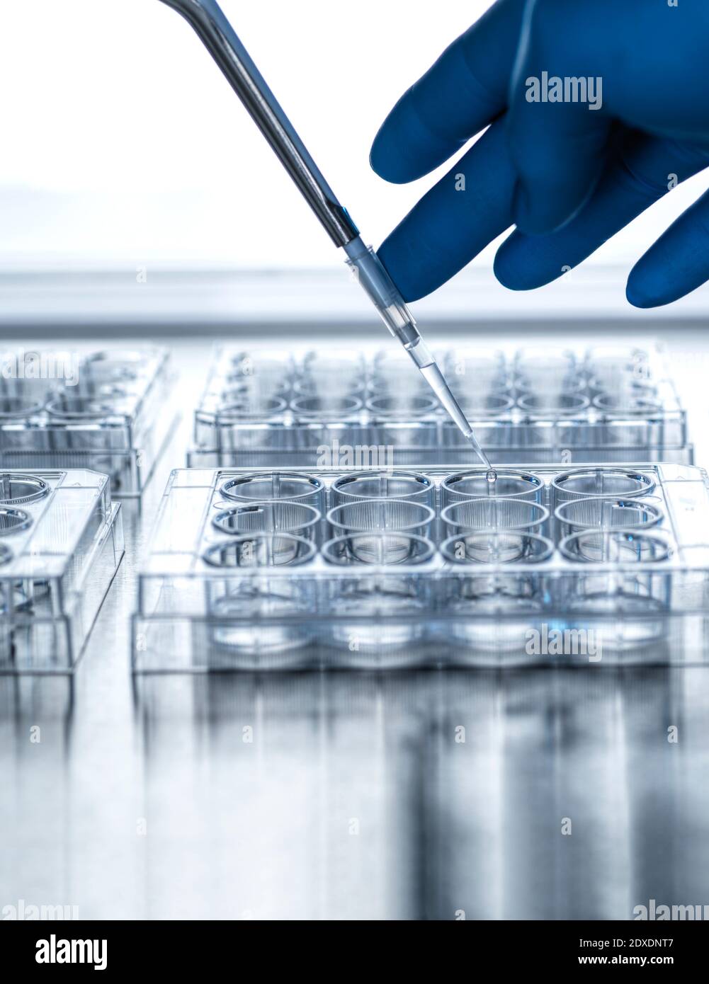 Hand of scientist pipetting sample into microplate Stock Photo - Alamy