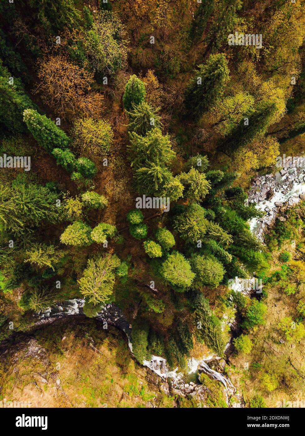 Alpine forests himalayas hi-res stock photography and images - Alamy