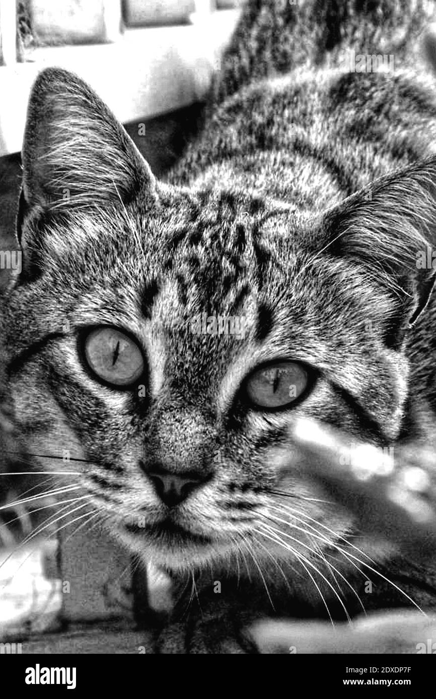 Full body of cat Black and White Stock Photos & Images - Alamy