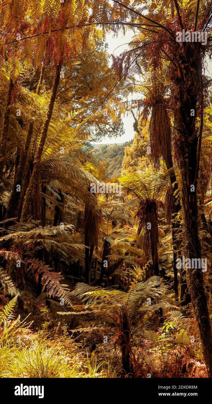 Punga trees hi-res stock photography and images - Alamy