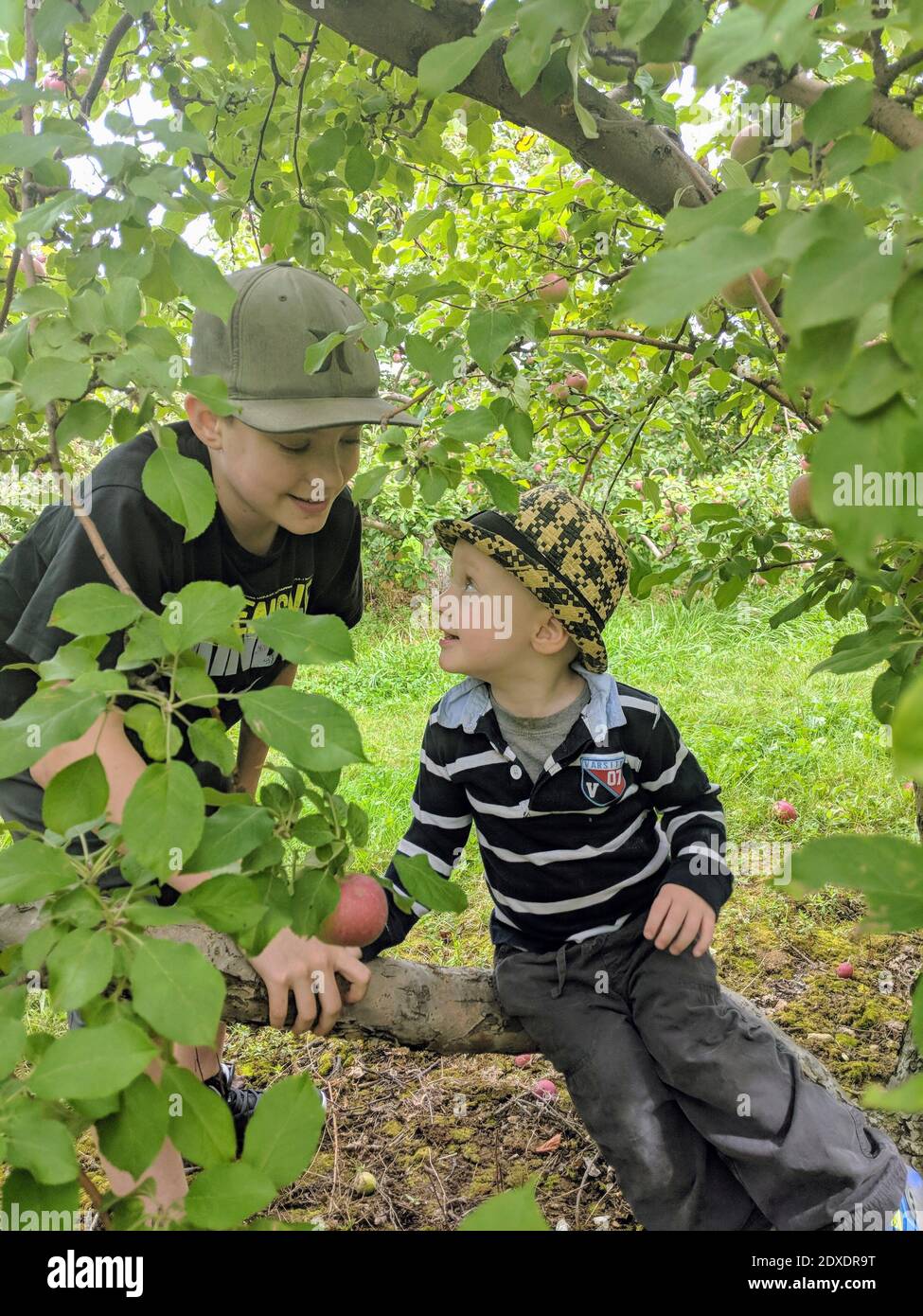 Two boys playing on tree in forest 2 3 years hi-res stock photography ...