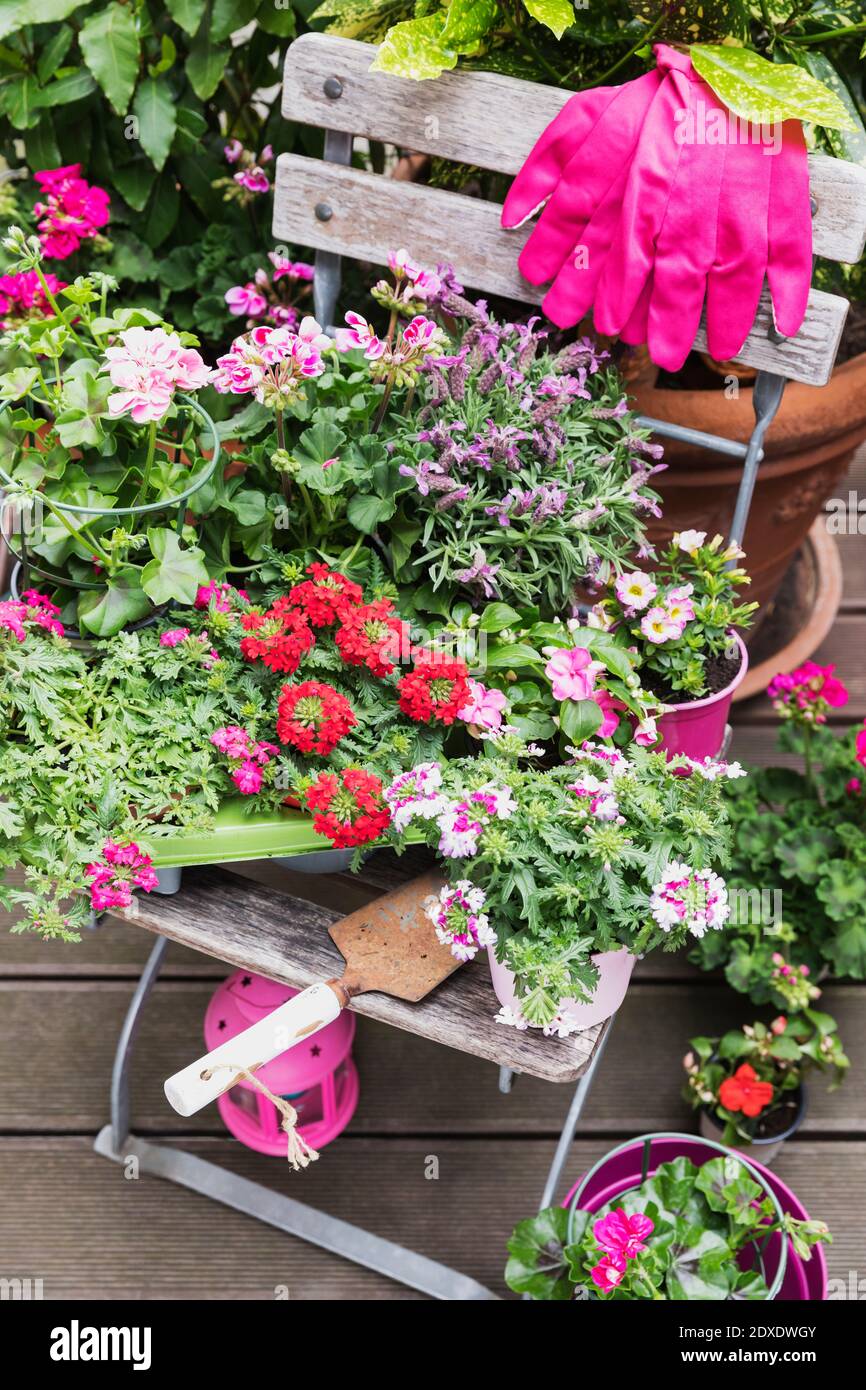 Red flowers on balcony hi-res stock photography and images - Alamy