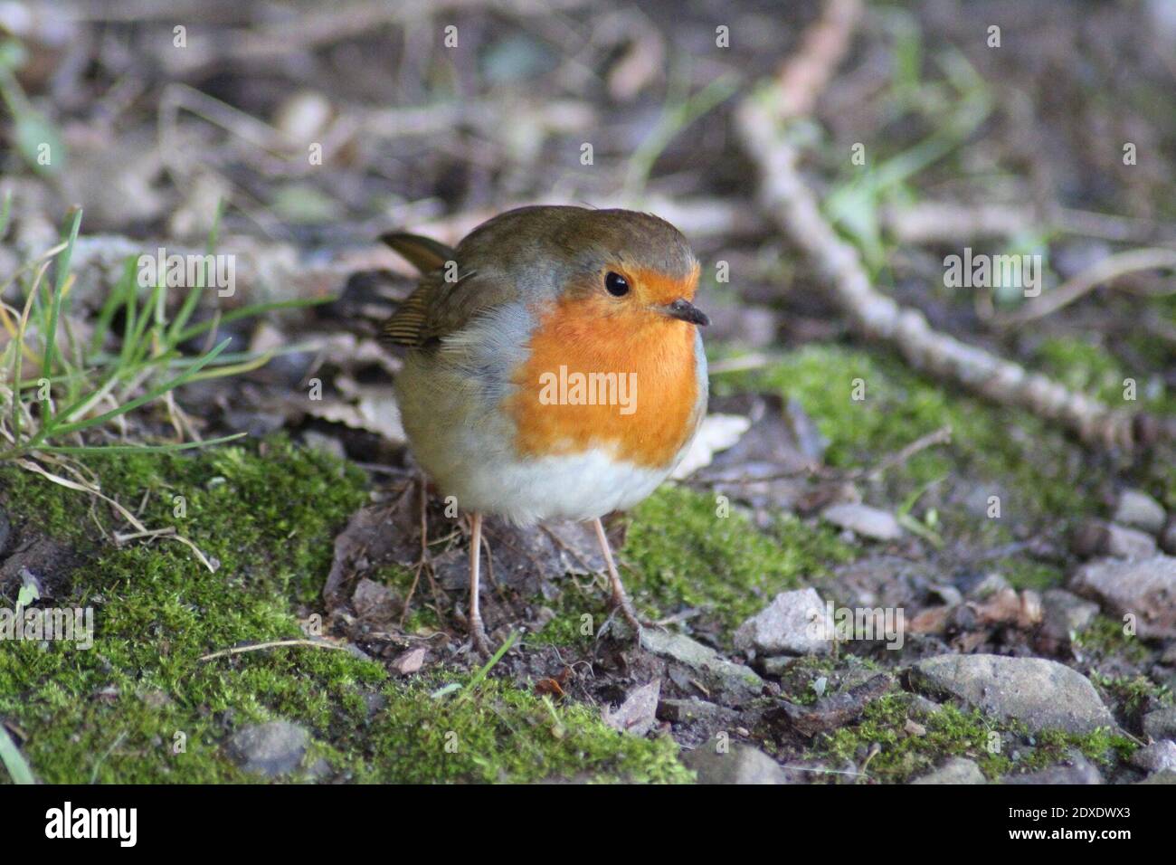 Robin on the ground hi-res stock photography and images - Alamy