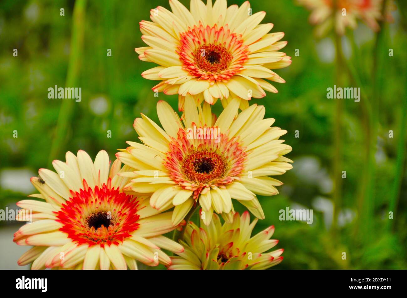 Close up gerbera daisy wallpaper hi-res stock photography and images ...
