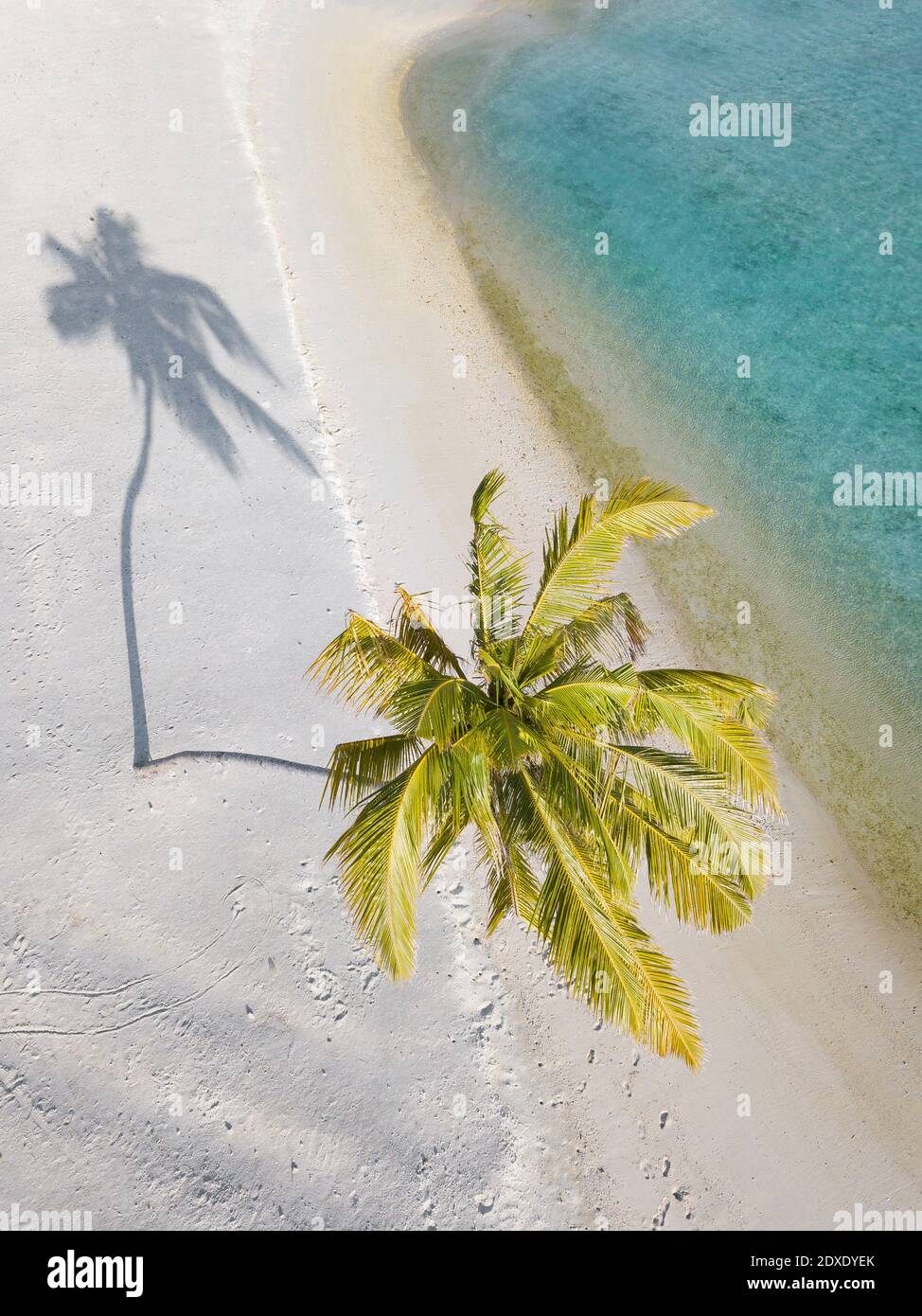 Single palm tree on tropical island, aerial view Stock Photo - Alamy