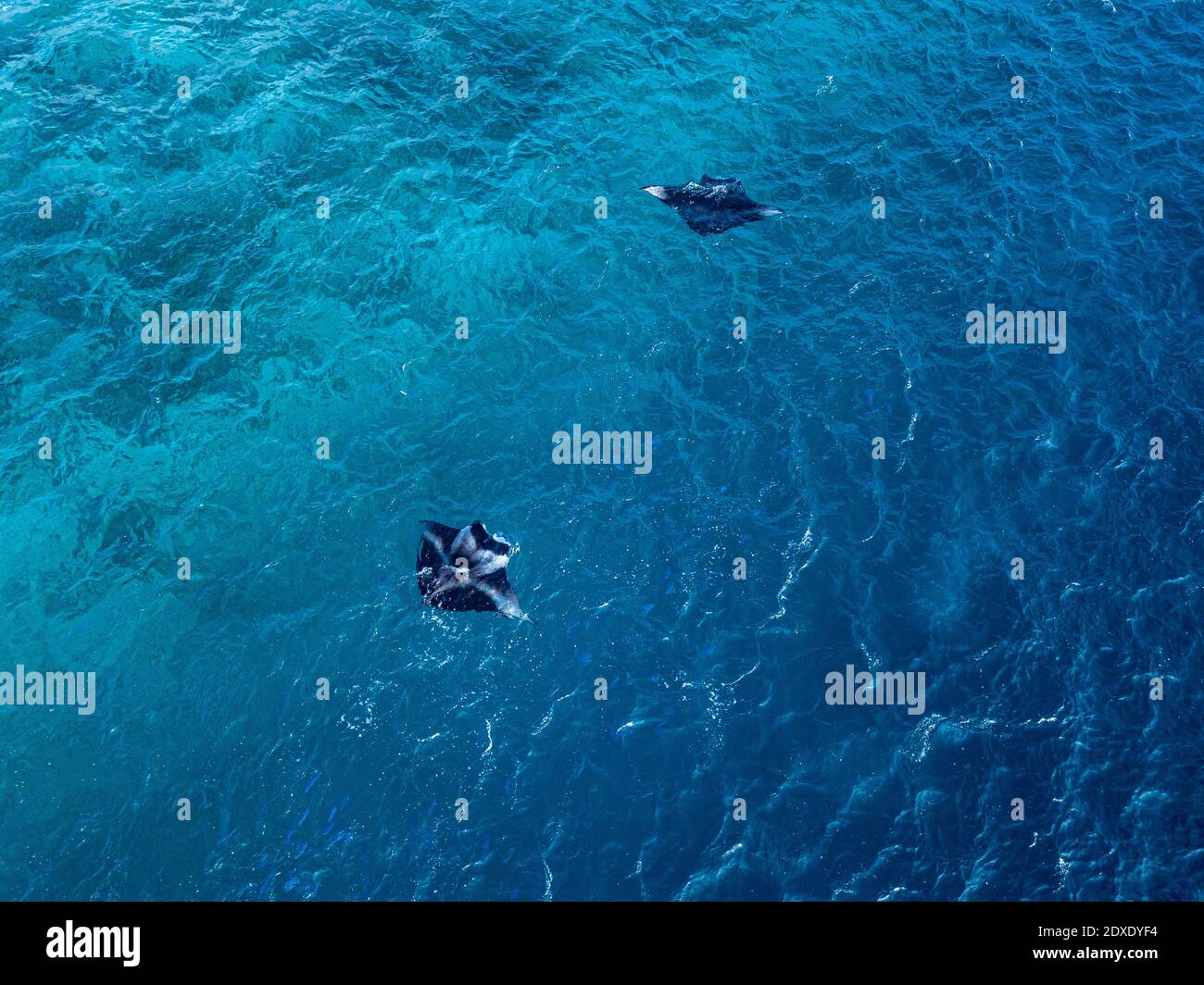 Manta fish swimming in sea at Maldives Stock Photo - Alamy