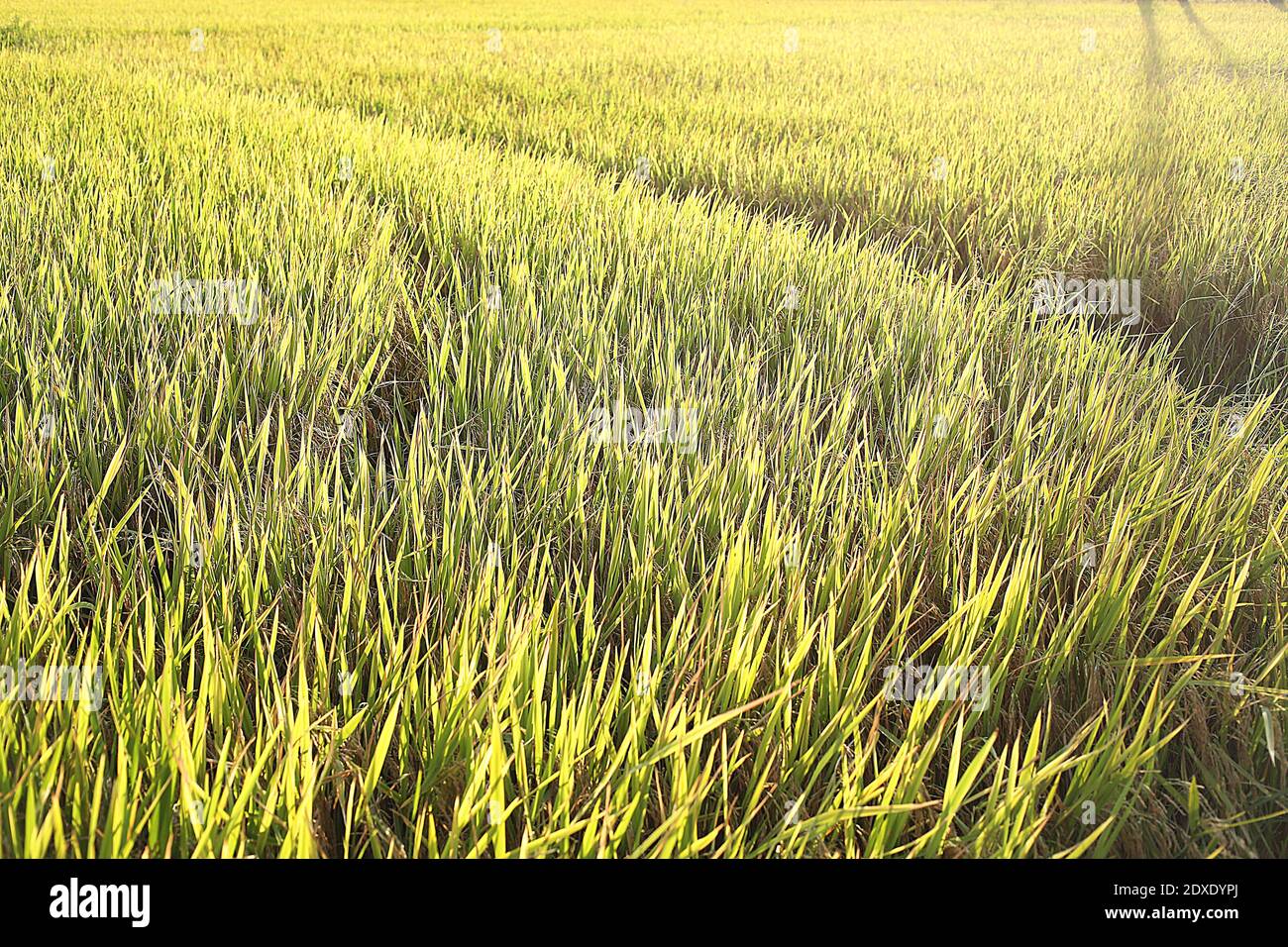 Crops Growing On Field Stock Photo - Alamy