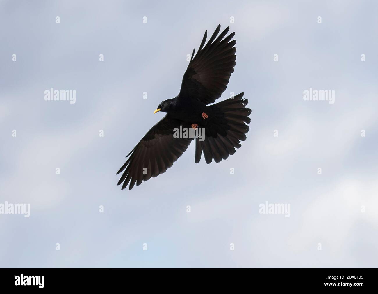 Alpine chough (Pyrrhocorax graculus) flying against cloudy sky Stock ...