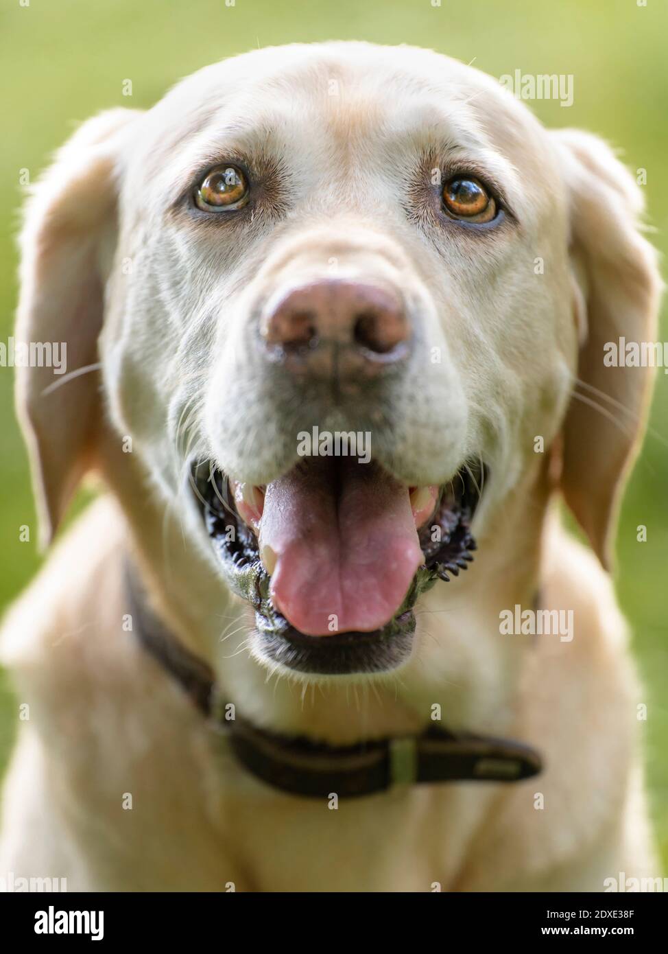 Portrait of Labrador Retriever panting Stock Photo - Alamy