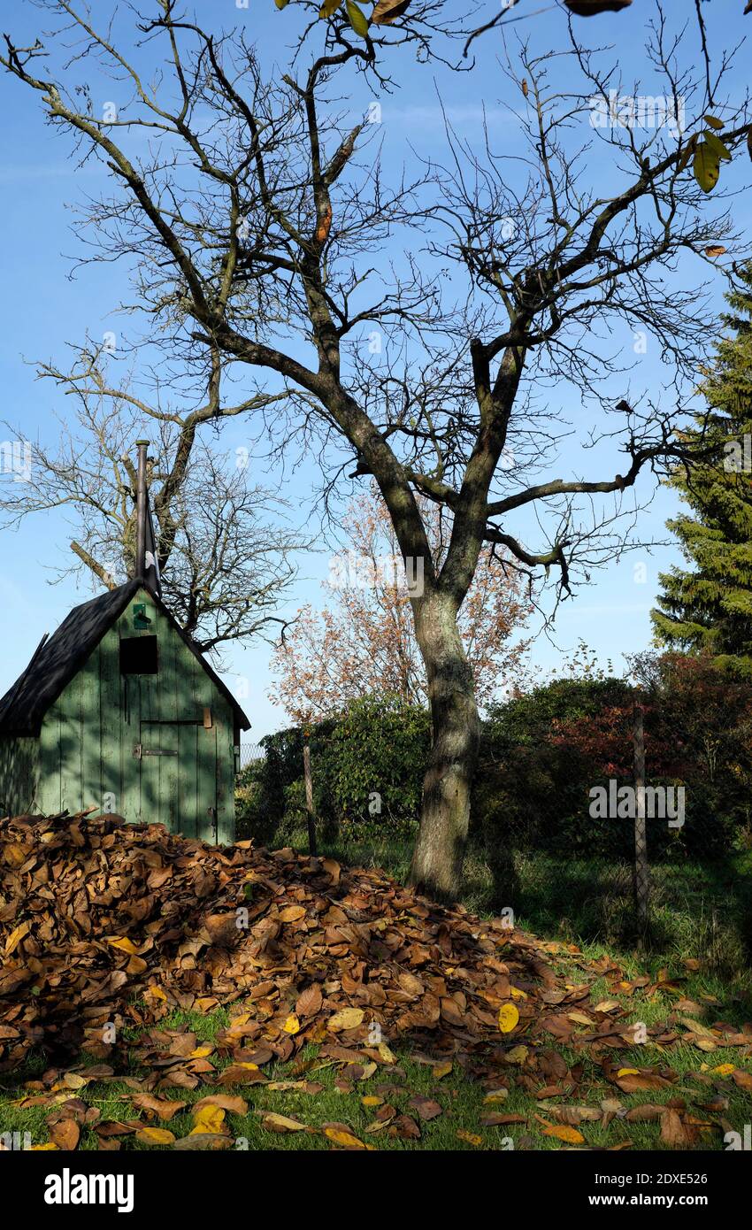 Pile of fallen autumn leaves lying under bare tree Stock Photo - Alamy