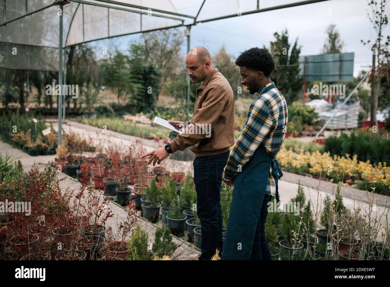 Mature owner discussing over potted plants with male farmer at ...