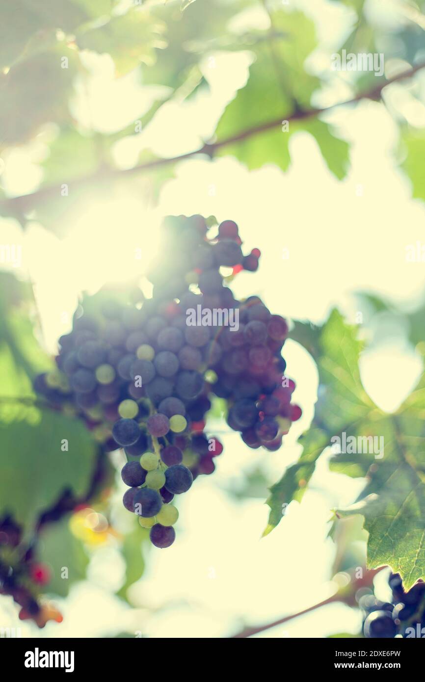 Sunlight illuminating ripe grapes growing outdoors Stock Photo - Alamy